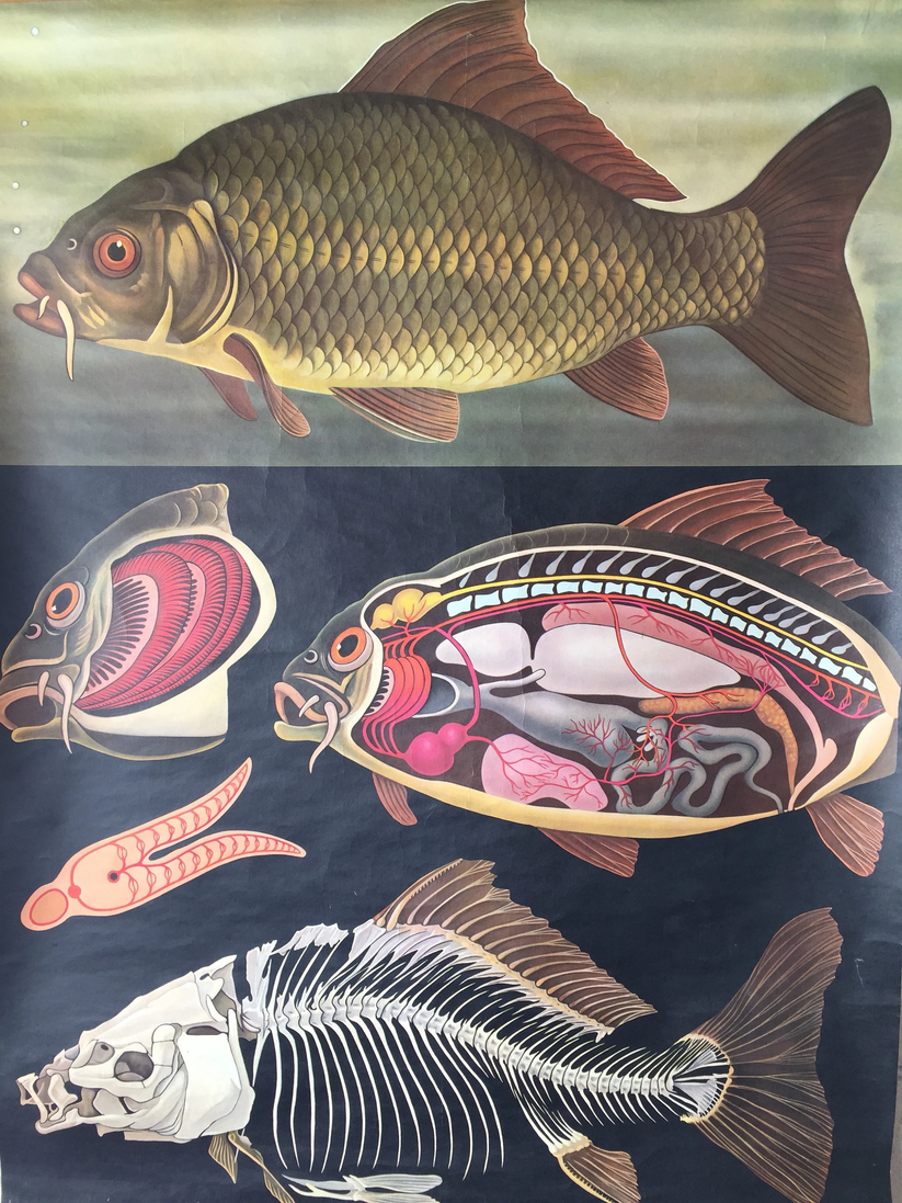 Zoological Educational Wall Chart Of A Carp Fish By Jung Koch Quentell ...